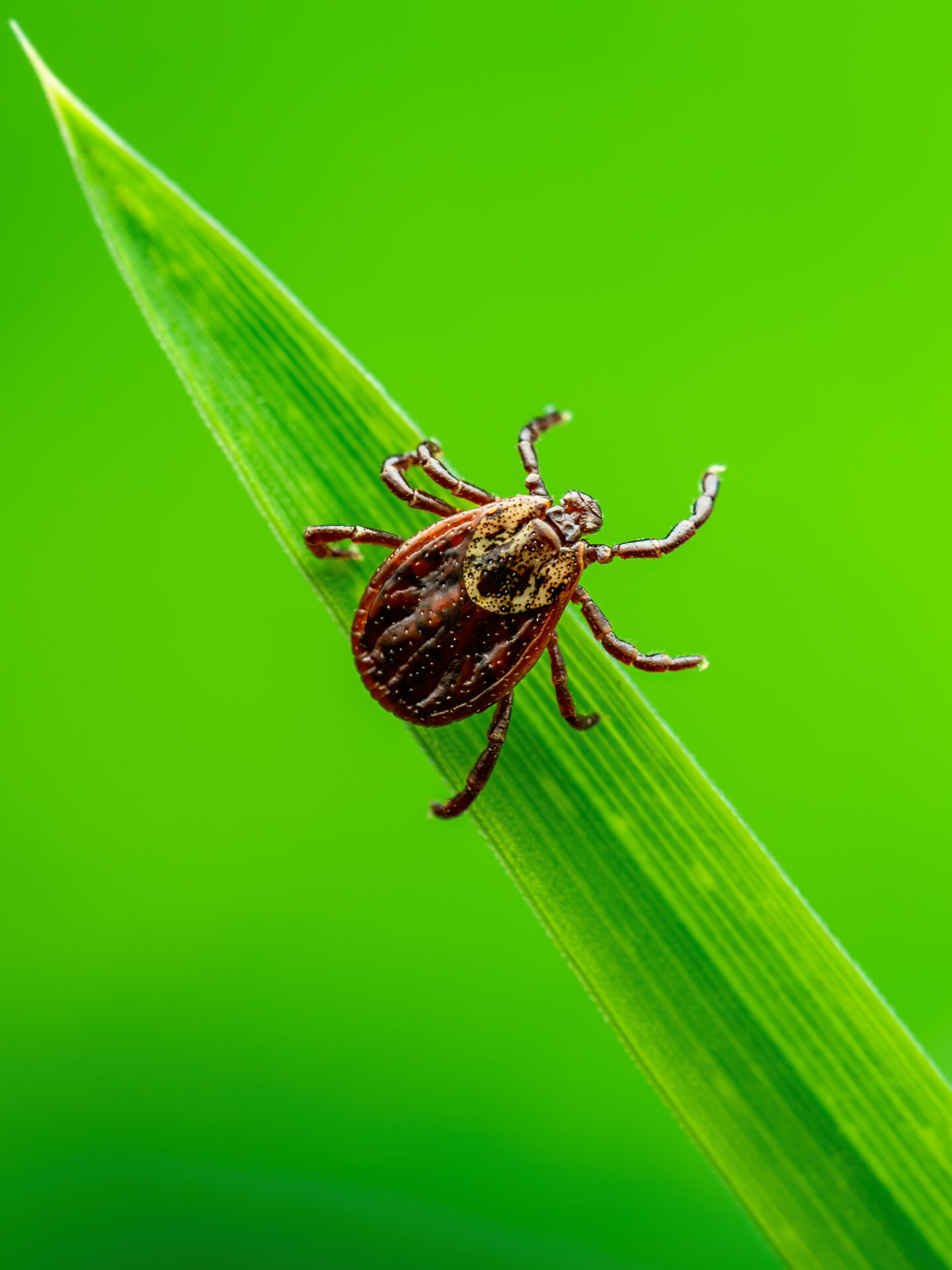 Dangers of Ticks - Dodson Pest Control