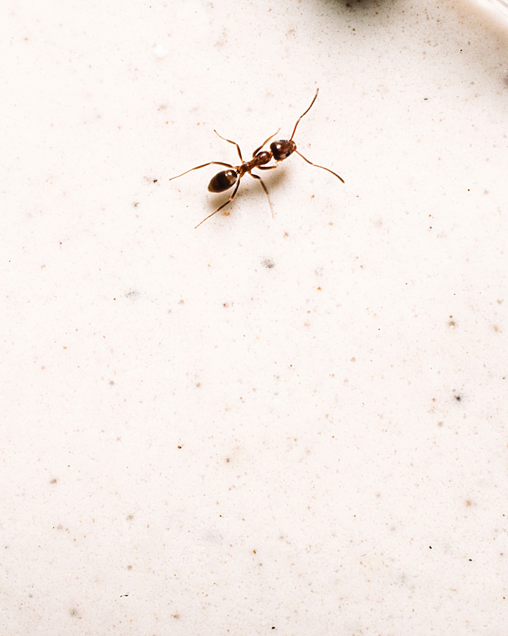 Ants - Dodson Pest Control