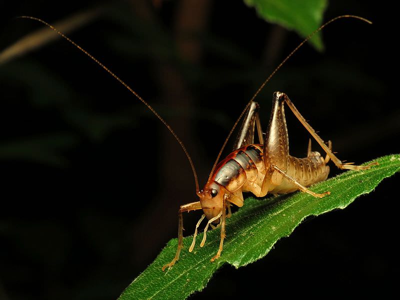 Crickets - Dodson Pest Control