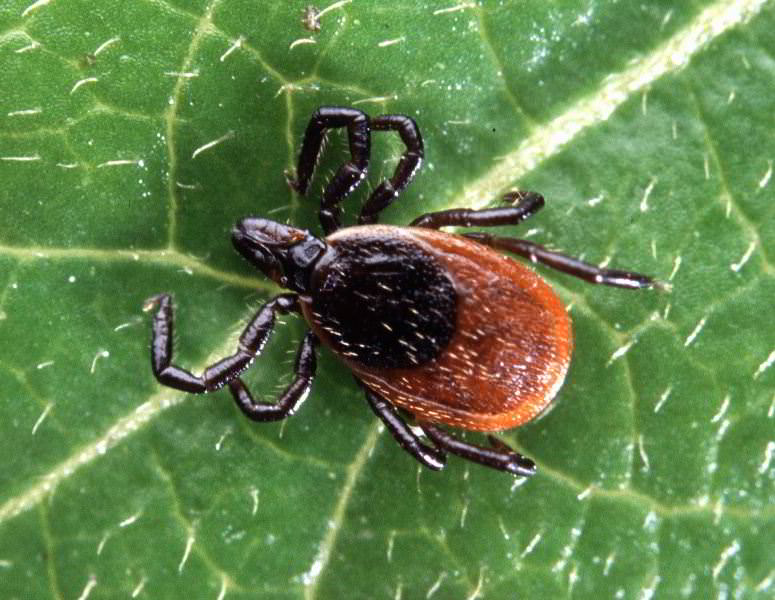 Ticks - Dodson Pest Control