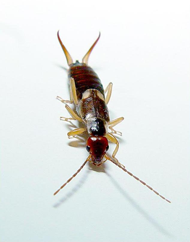 Earwigs - Dodson Pest Control