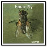 Larger Filth Fly Management- Dodson Pest Control