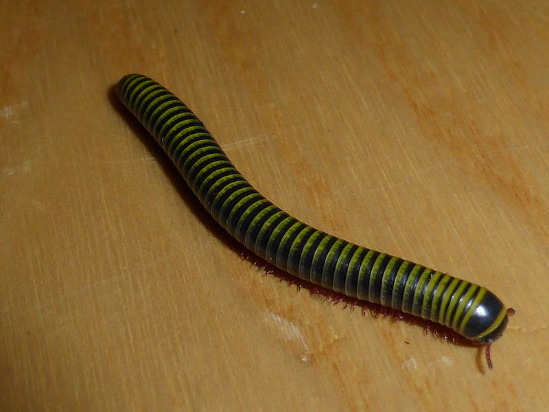 Millipedes - Dodson Pest Control