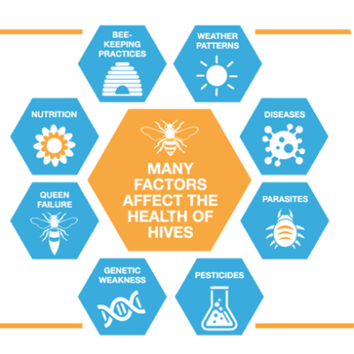 Helping to Save the Honey Bees - Dodson Pest Control