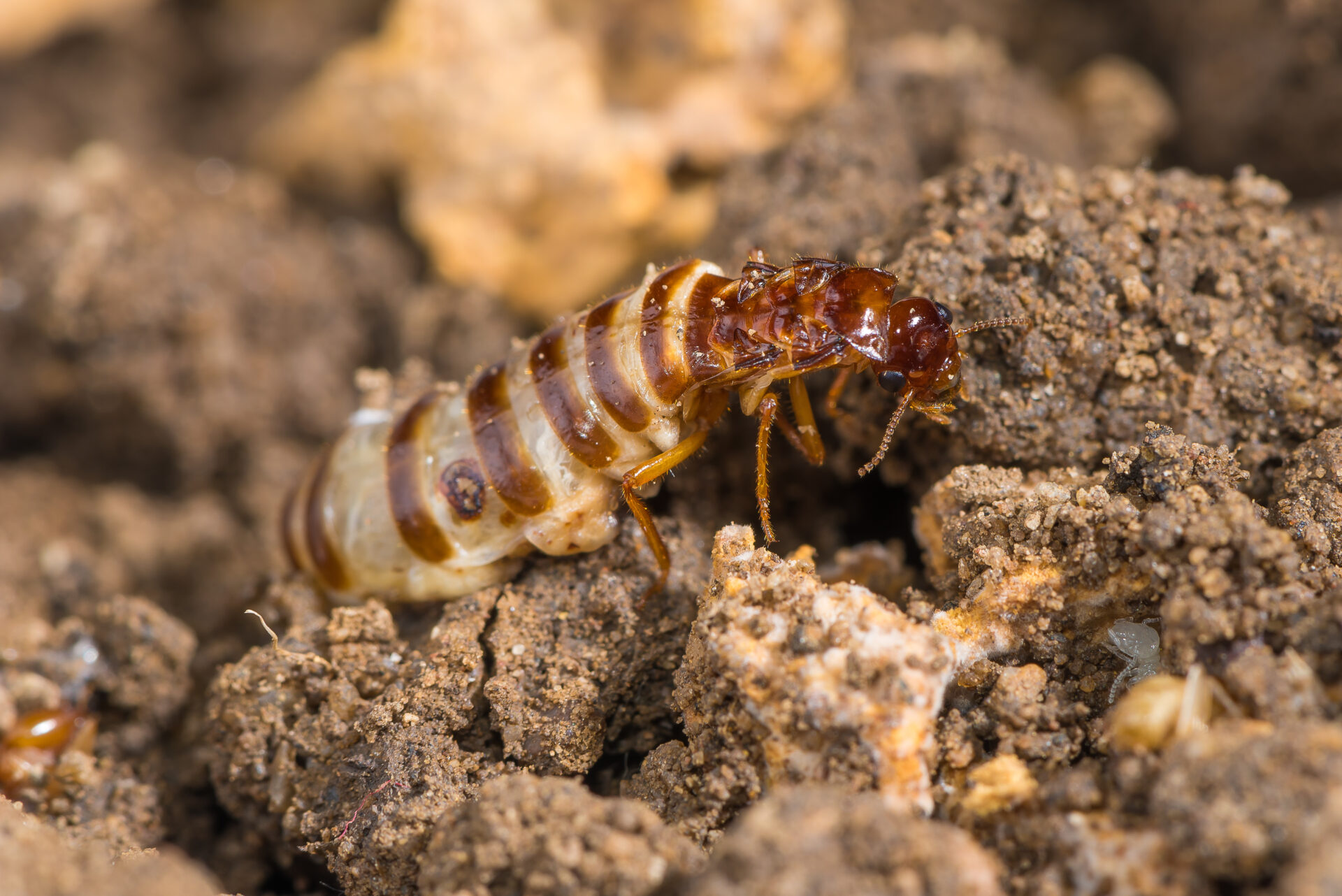 All About Termite Queens - Dodson Pest Control