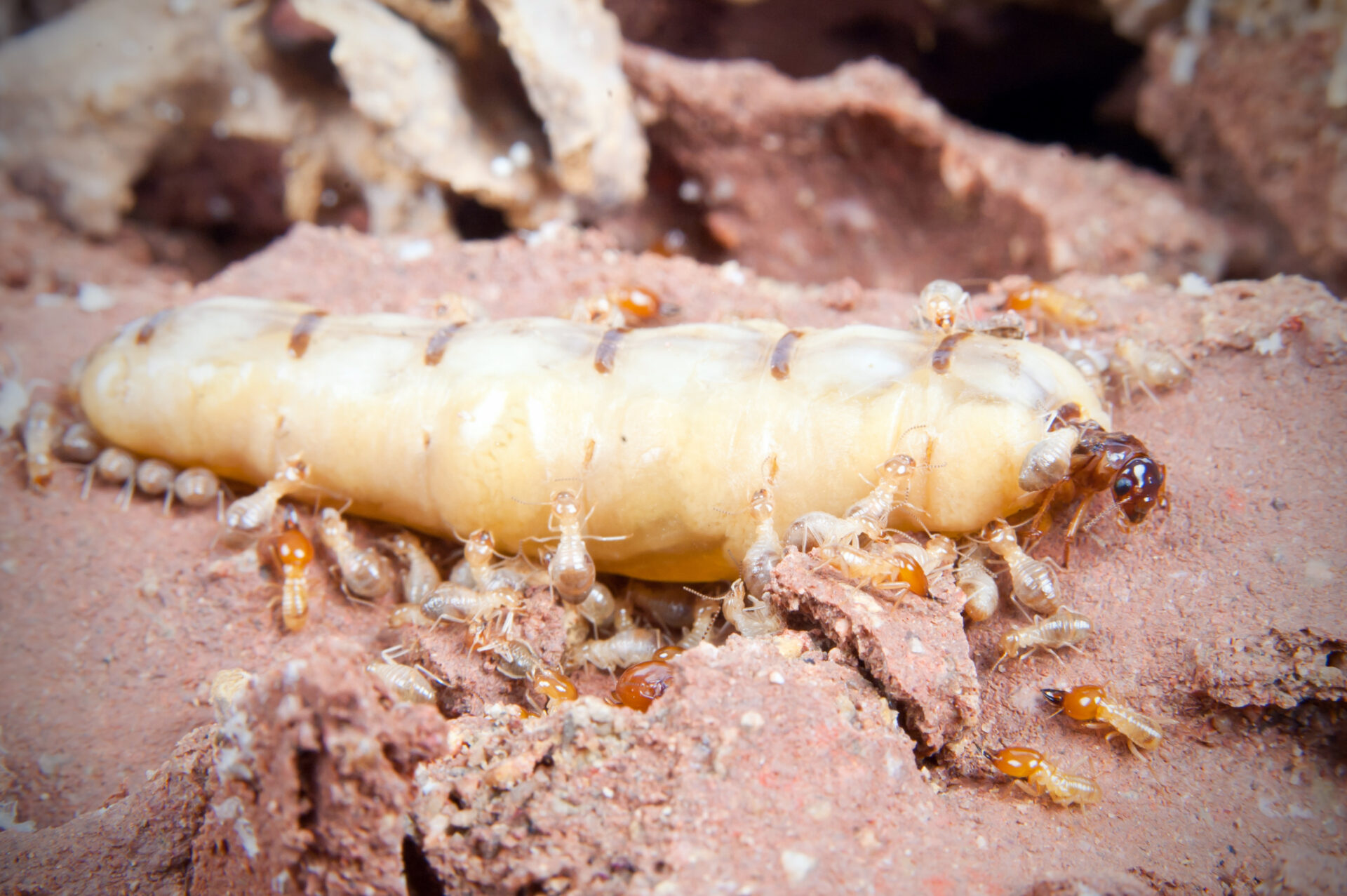 All About Termite Queens - Dodson Pest Control
