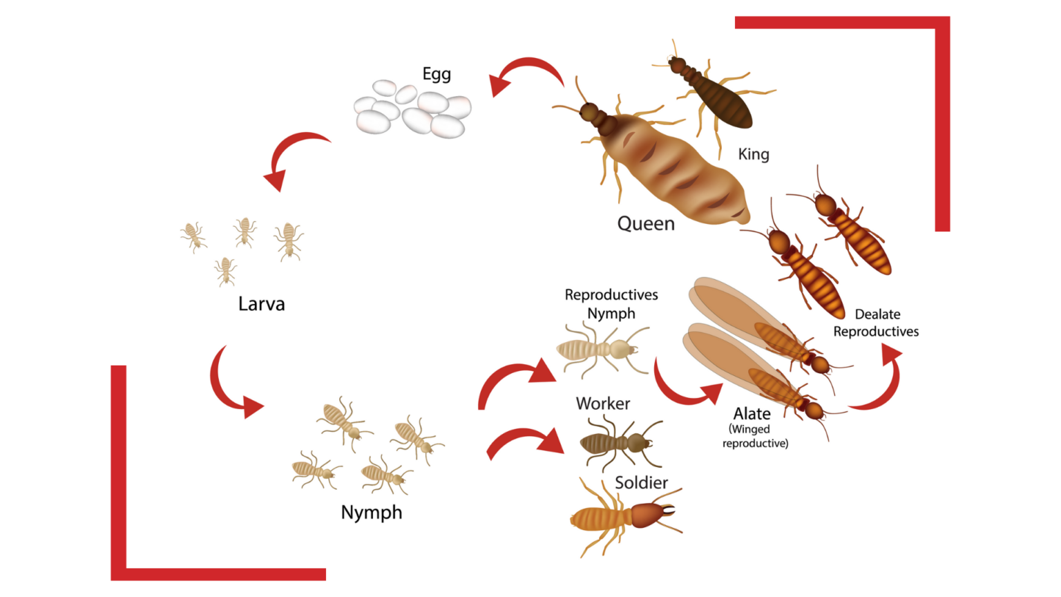 All About Termite Queens - Dodson Pest Control