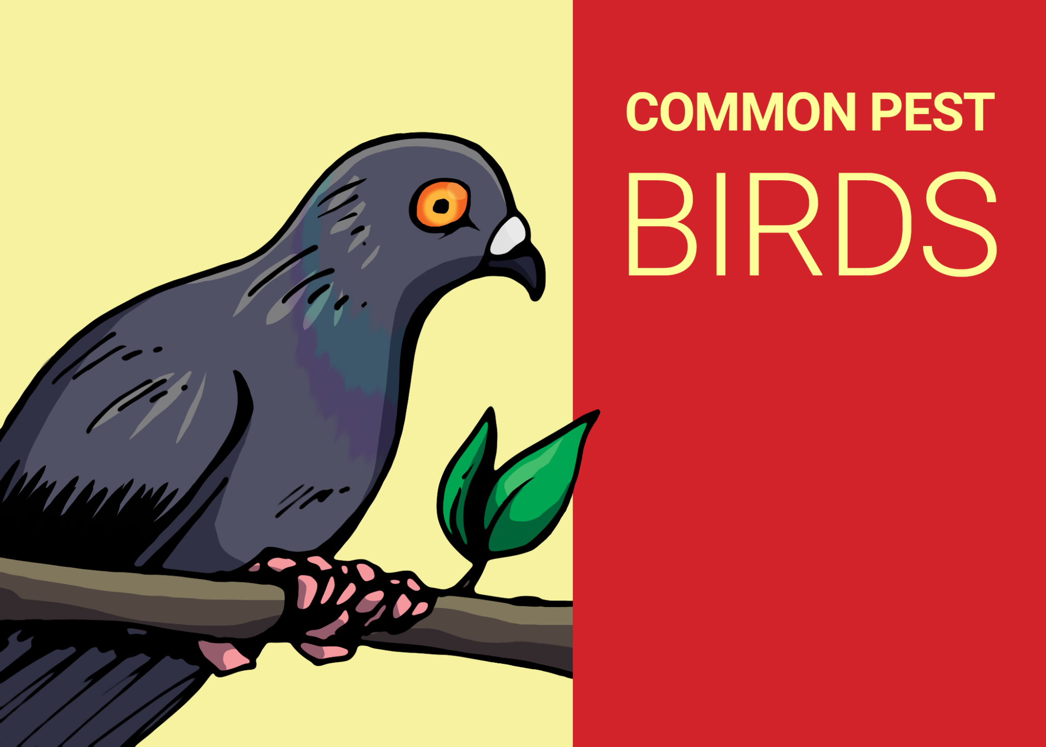 Common Pest Birds - Dodson Pest Control