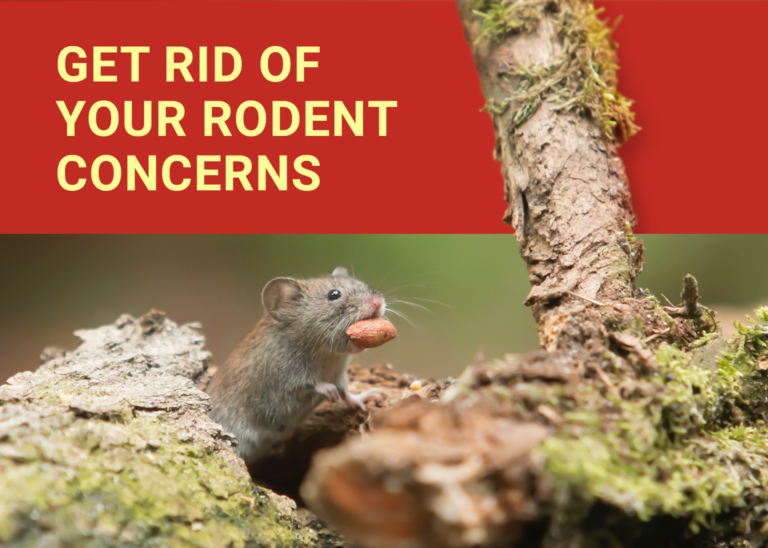 Get Rid of Your Rodent Concerns - Dodson Pest Control