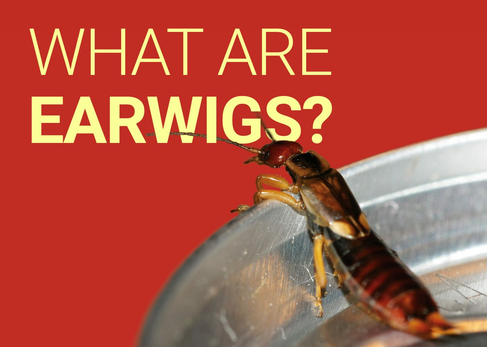 What Are Earwigs? - Dodson Pest Control