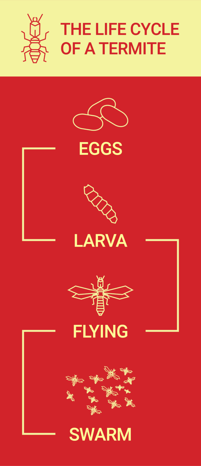 The Life Cycle of a Termite - Dodson Pest Control