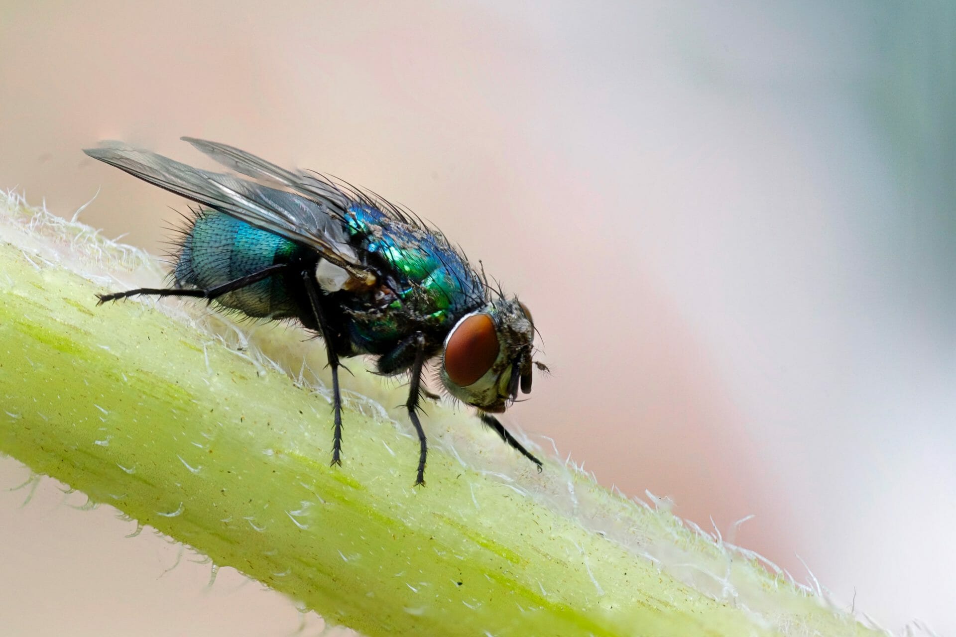 Fly Anatomy - Dodson Pest Control