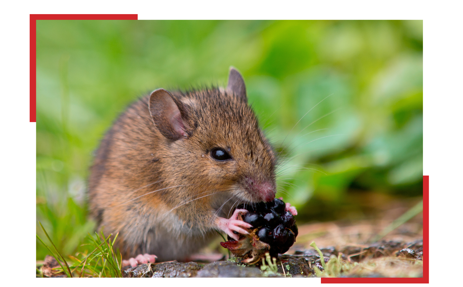 The Difference Between Rats and Mice - Dodson Pest Control