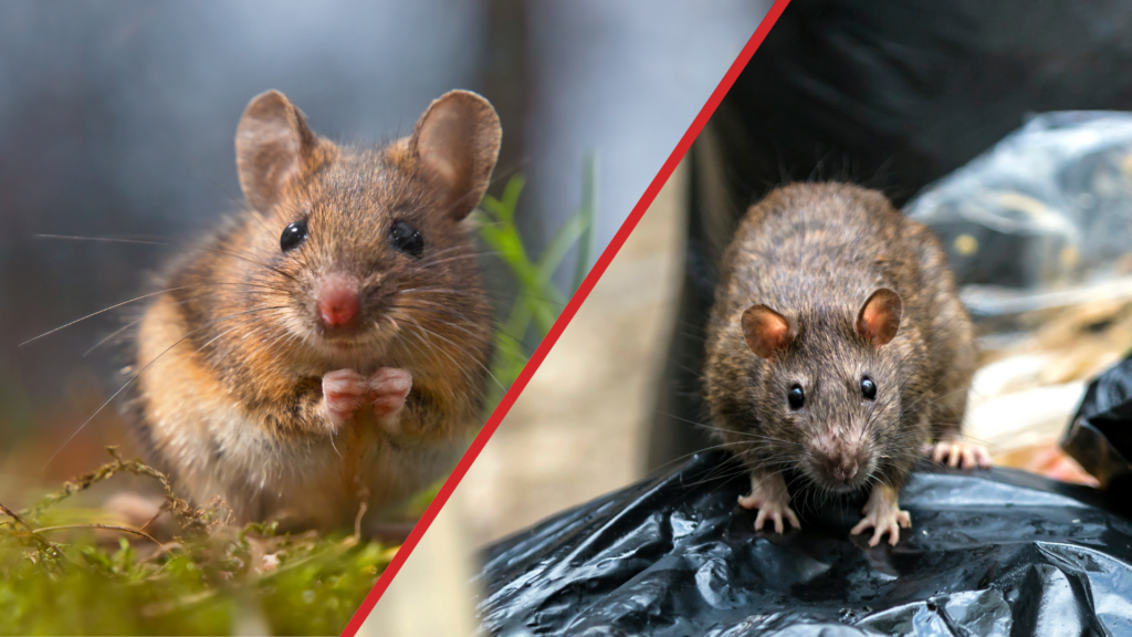 The Difference Between Rats and Mice - Dodson Pest Control