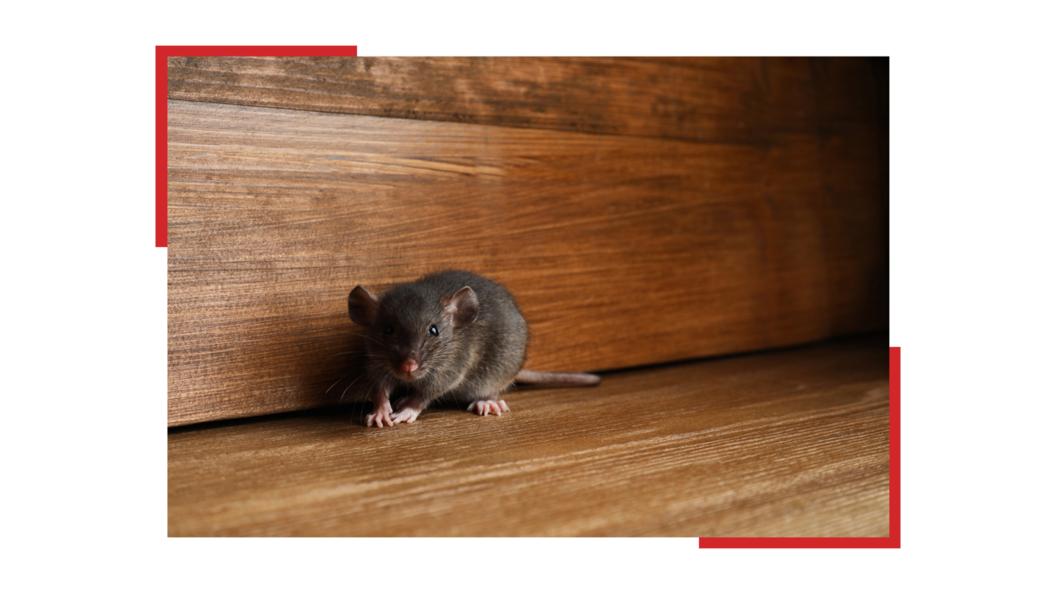 How Mice Enter Homes - Dodson Pest Control