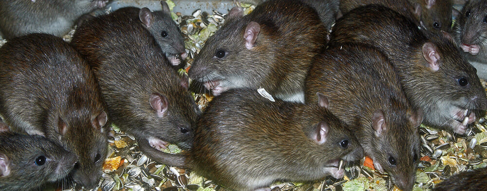 Tips for Identifying A Rodent Infestation - Dodson Pest Control