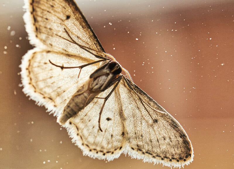 What You Need to Know About Clothes Moths - Dodson Pest Control