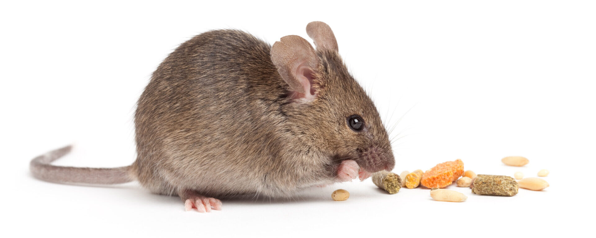 What Do Mice Eat Dodson Pest Control
