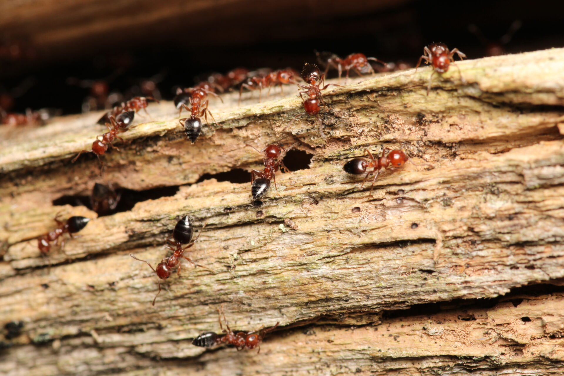 Are Big Red Ants Poisonous