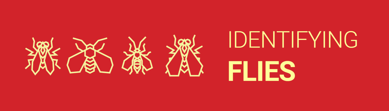 Identify Types of Flies - Dodson Pest Control