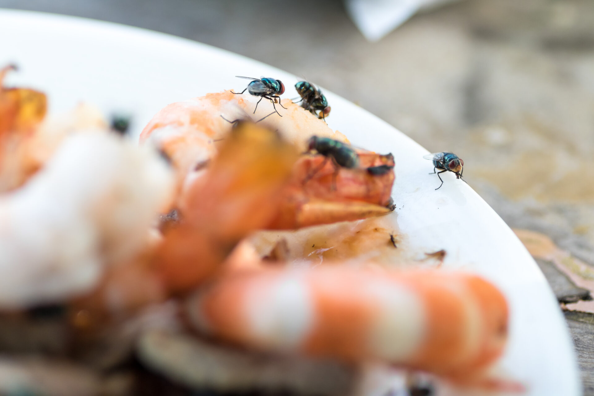 How to Prevent Flies - Dodson Pest Control