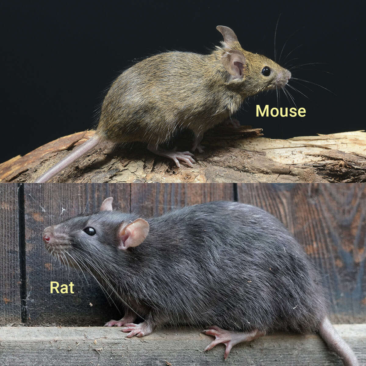 The Difference Between Rats and Mice - Dodson Pest Control