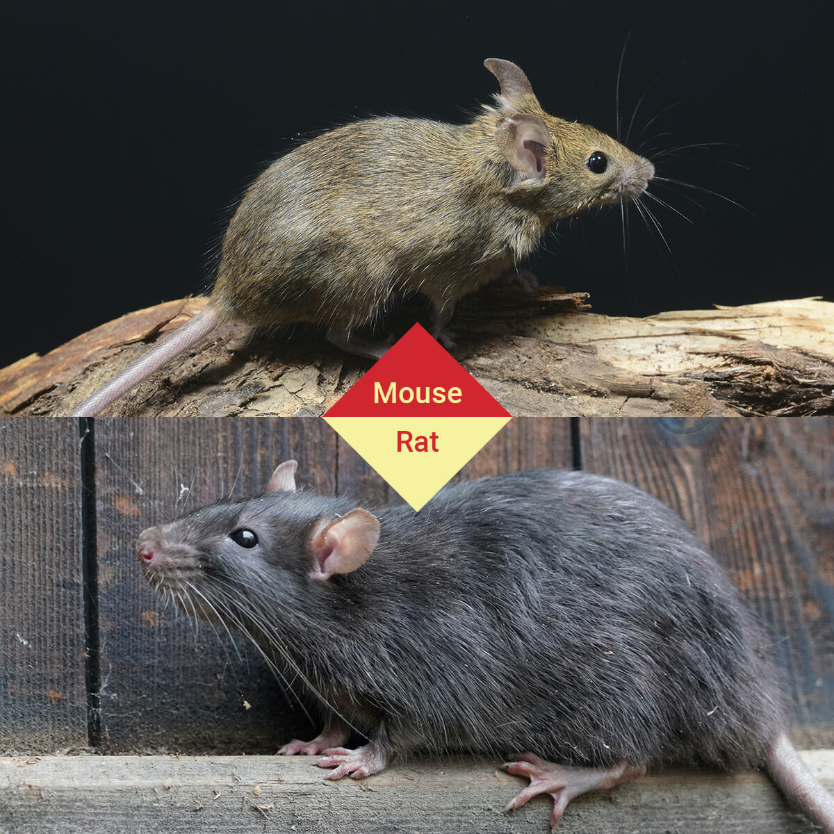 Roof Rat Vs House Mouse