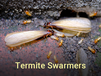 The Life Cycle of a Termite - Dodson Pest Control