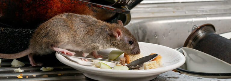 Common Signs of Mice and Rats - Dodson Pest Control