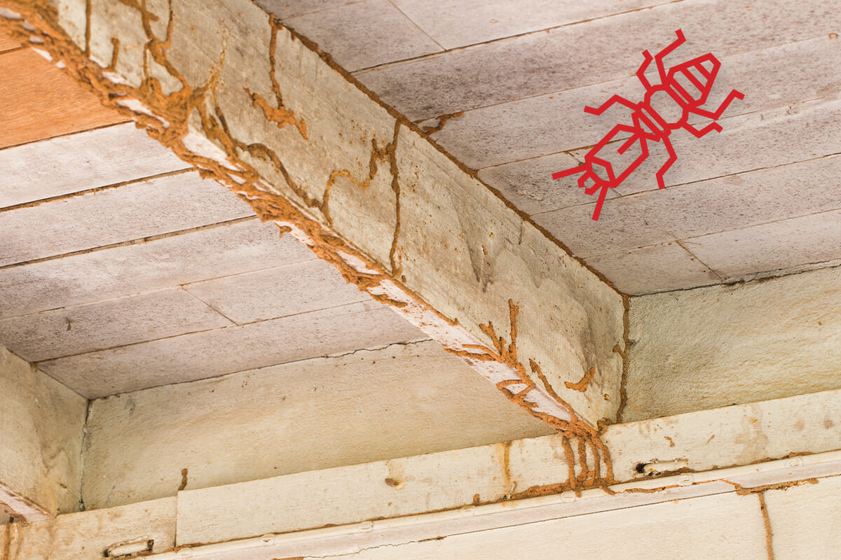 Does Homeowners Insurance Cover Termite Damage? - Dodson Pest Control