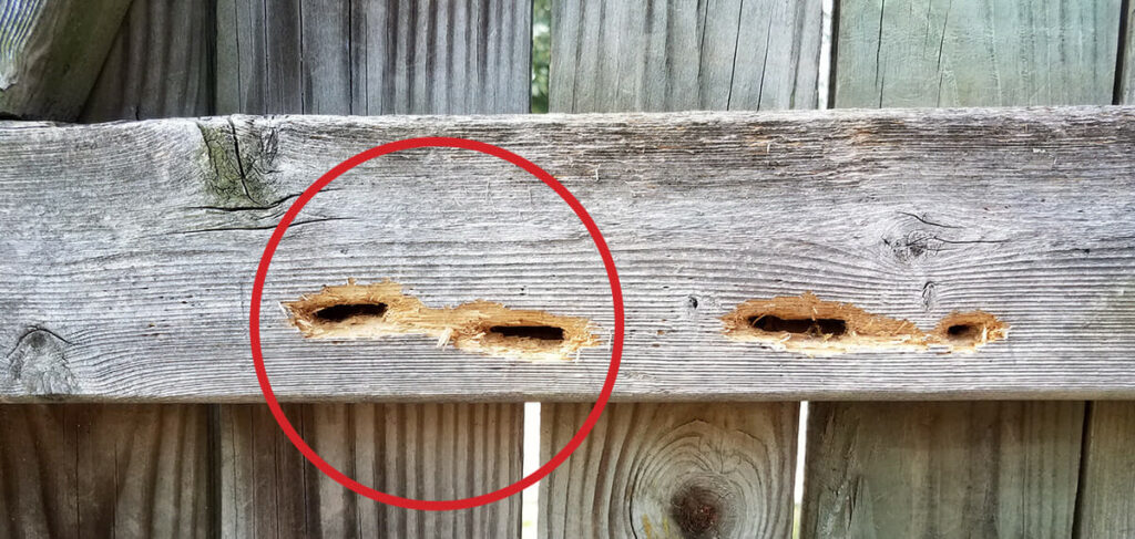 How to Prevent Carpenter Bee Damage - Dodson Pest Control