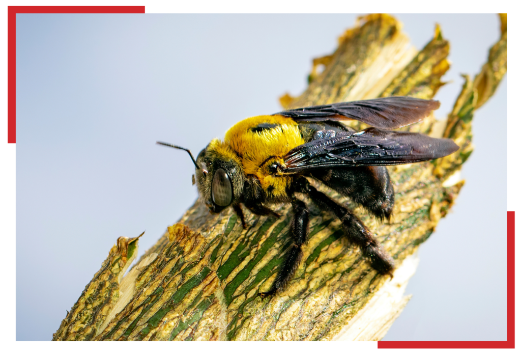 Are Carpenter Bees Dangerous? - Dodson Pest Control