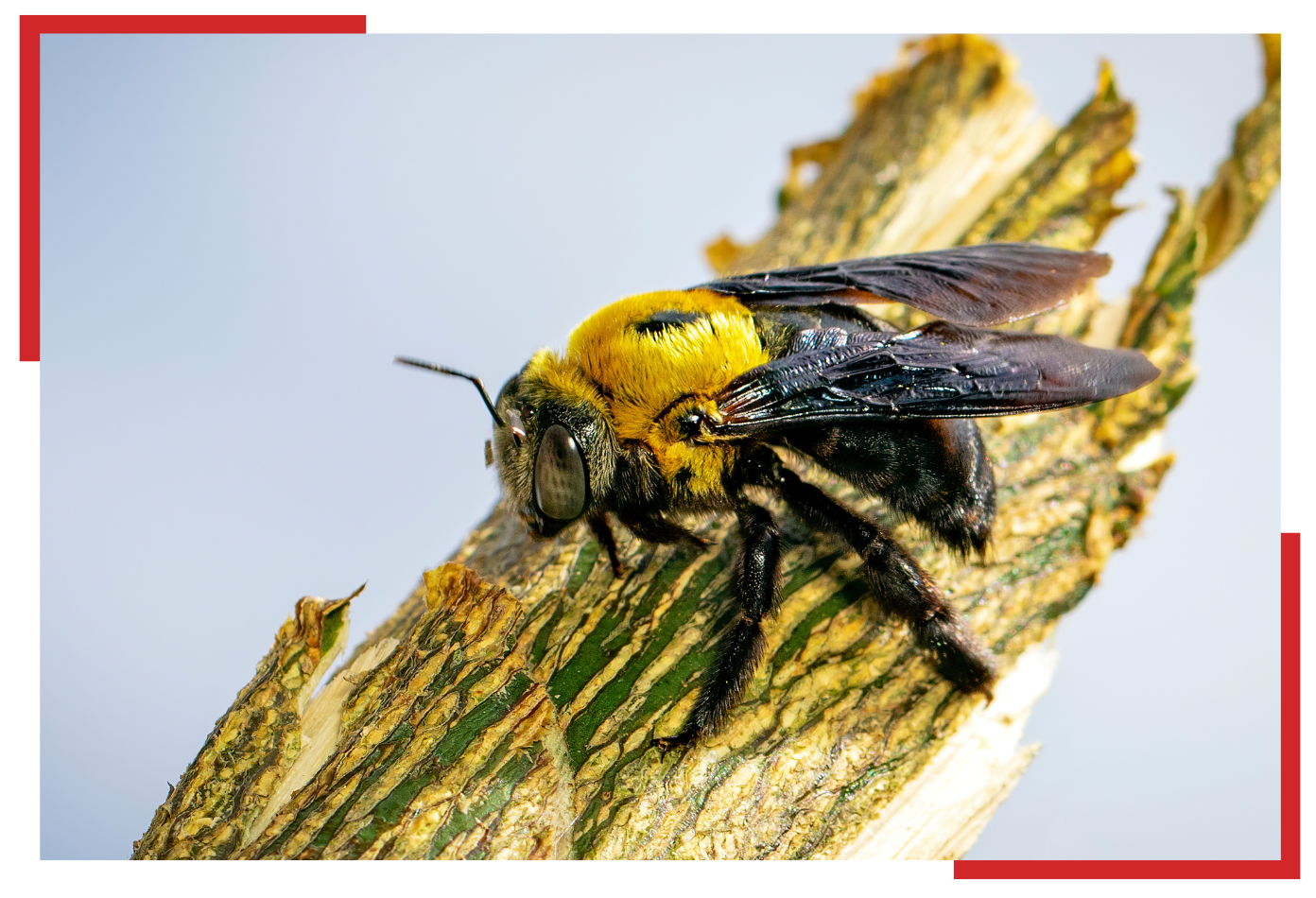 Carpenter Bee Sting