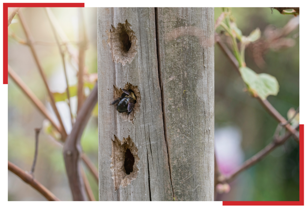 Are Carpenter Bees Dangerous? - Dodson Pest Control