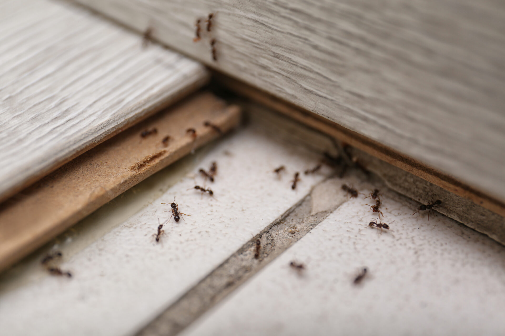When Is Ant Season? - Dodson Pest Control