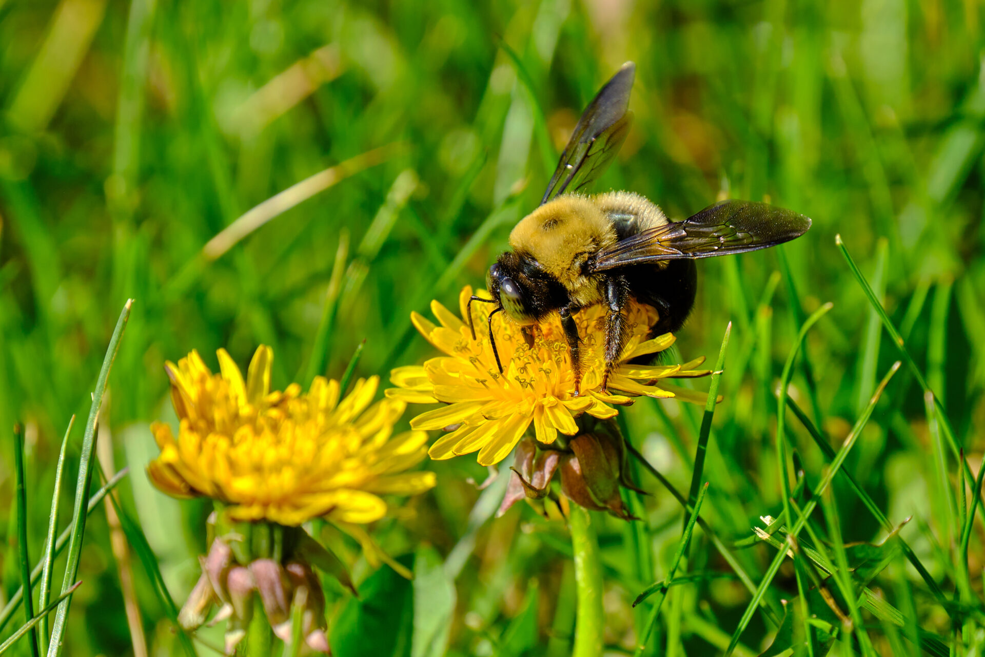 Are Carpenter Bees Dangerous? - Dodson Pest Control