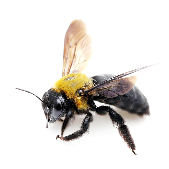 Are Carpenter Bees Dangerous? - Dodson Pest Control