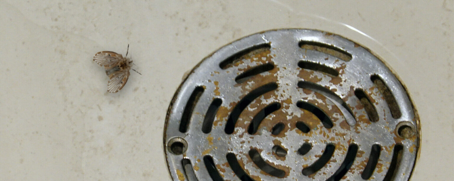 Are Drain Flies Harmful? - Dodson Pest Control