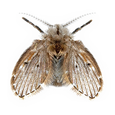 Are Drain Flies Harmful? - Dodson Pest Control