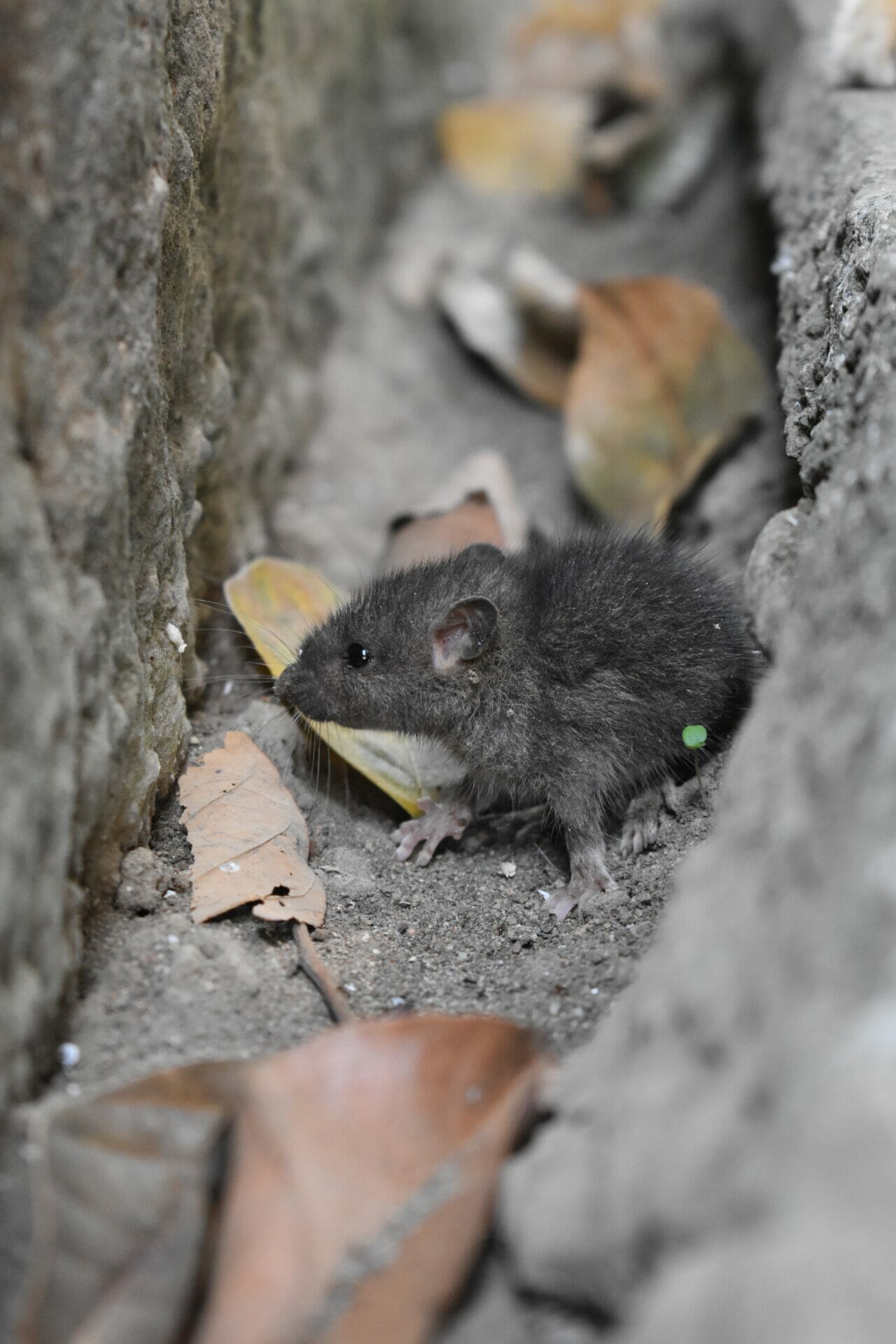 How to Get Rid of Mice in Walls - Dodson Pest Control