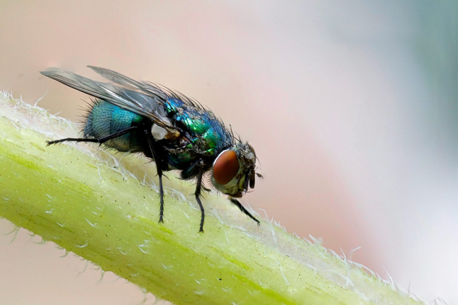 Where Do Flies Lay Their Eggs? - Dodson Pest Control