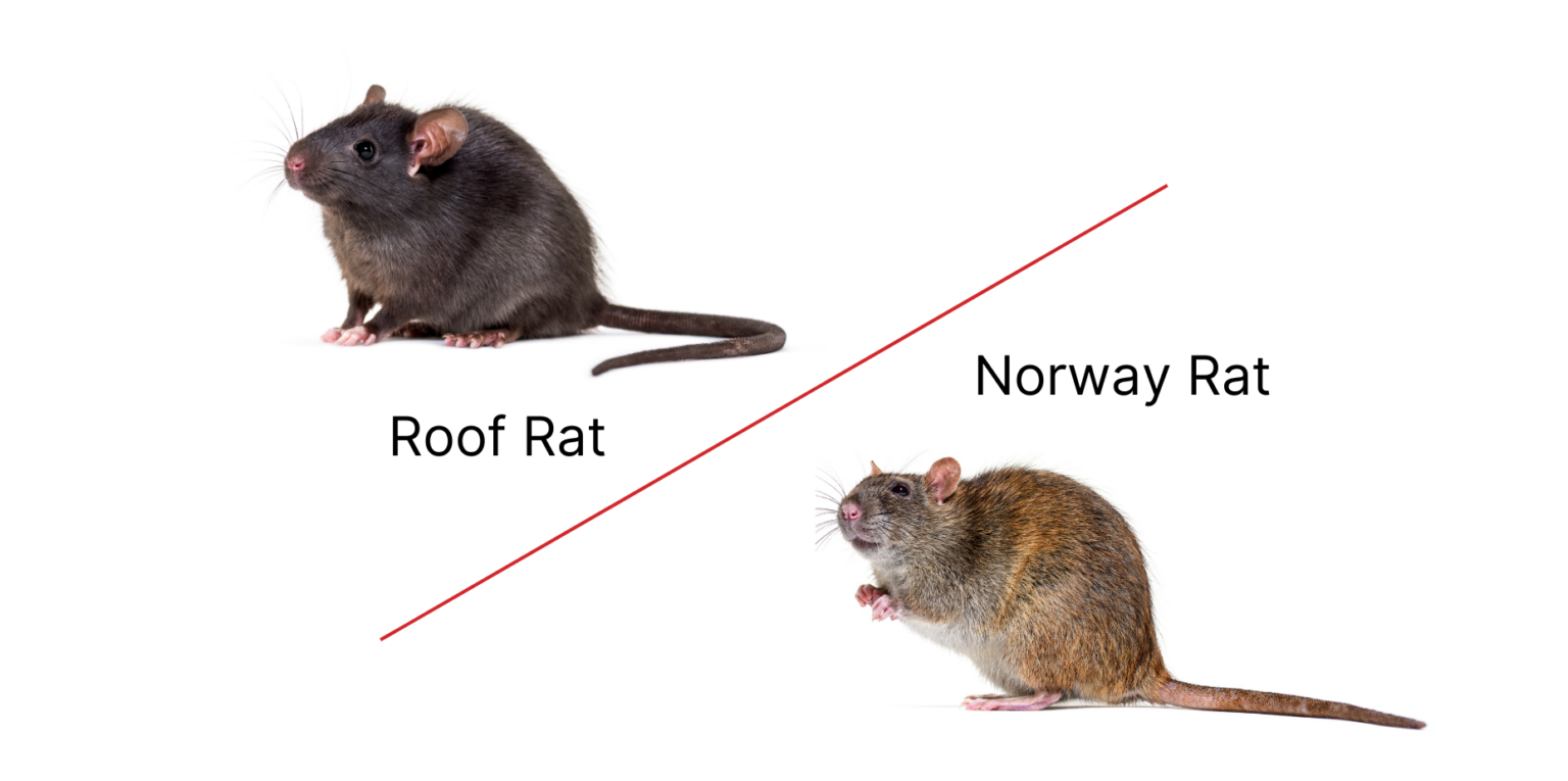 What Are Roof Rats And How Can You Get Rid Of Them - Dodson Pest Control