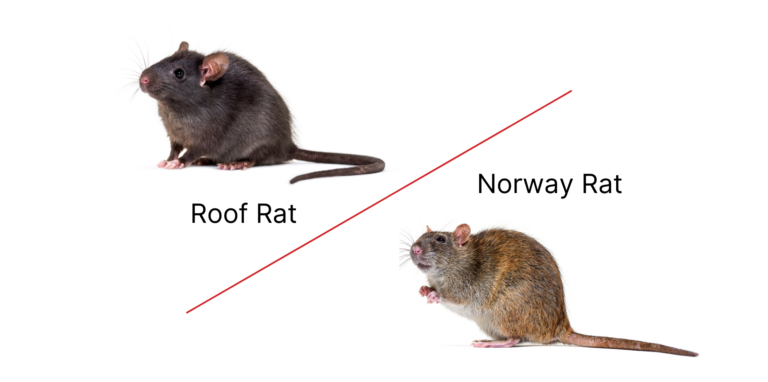What Are Roof Rats And How Can You Get Rid Of Them - Dodson Pest Control
