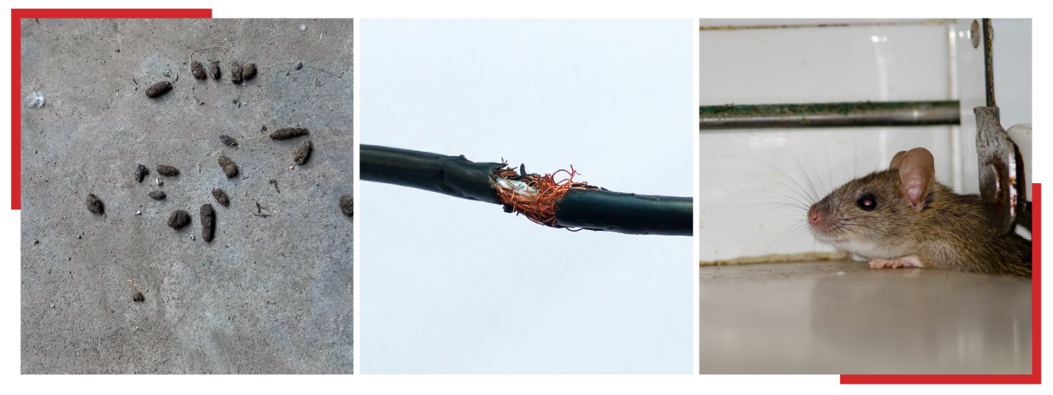 What Are Roof Rats And How Can You Get Rid Of Them - Dodson Pest Control