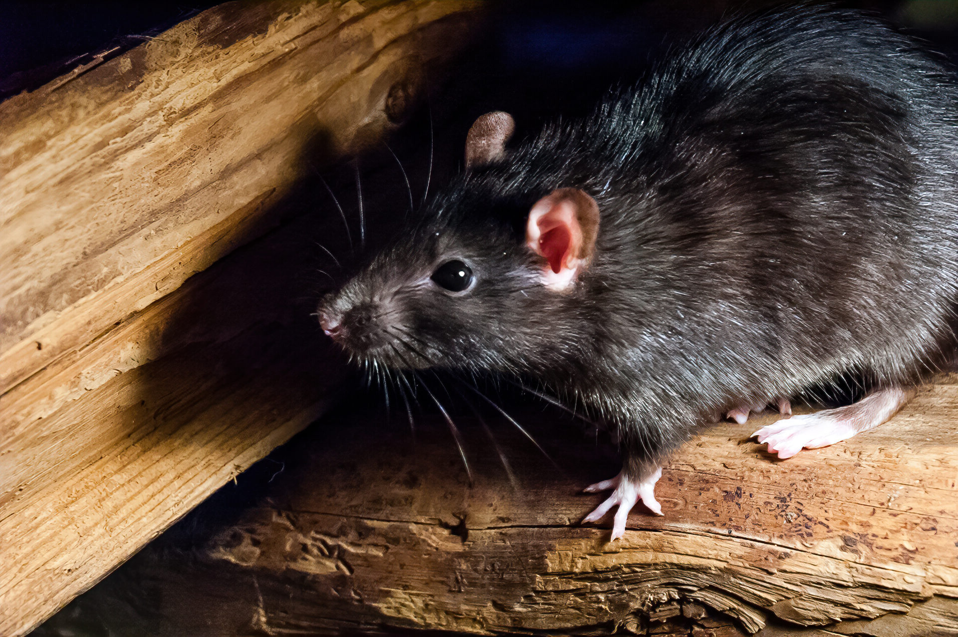 What Are Roof Rats And How Can You Get Rid Of Them - Dodson Pest Control