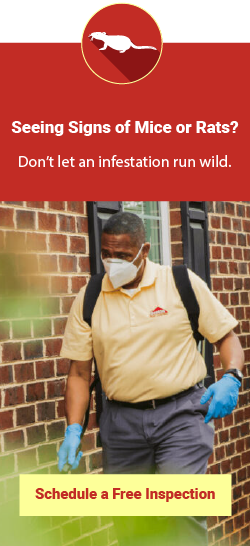 What Are Roof Rats And How Can You Get Rid Of Them - Dodson Pest Control