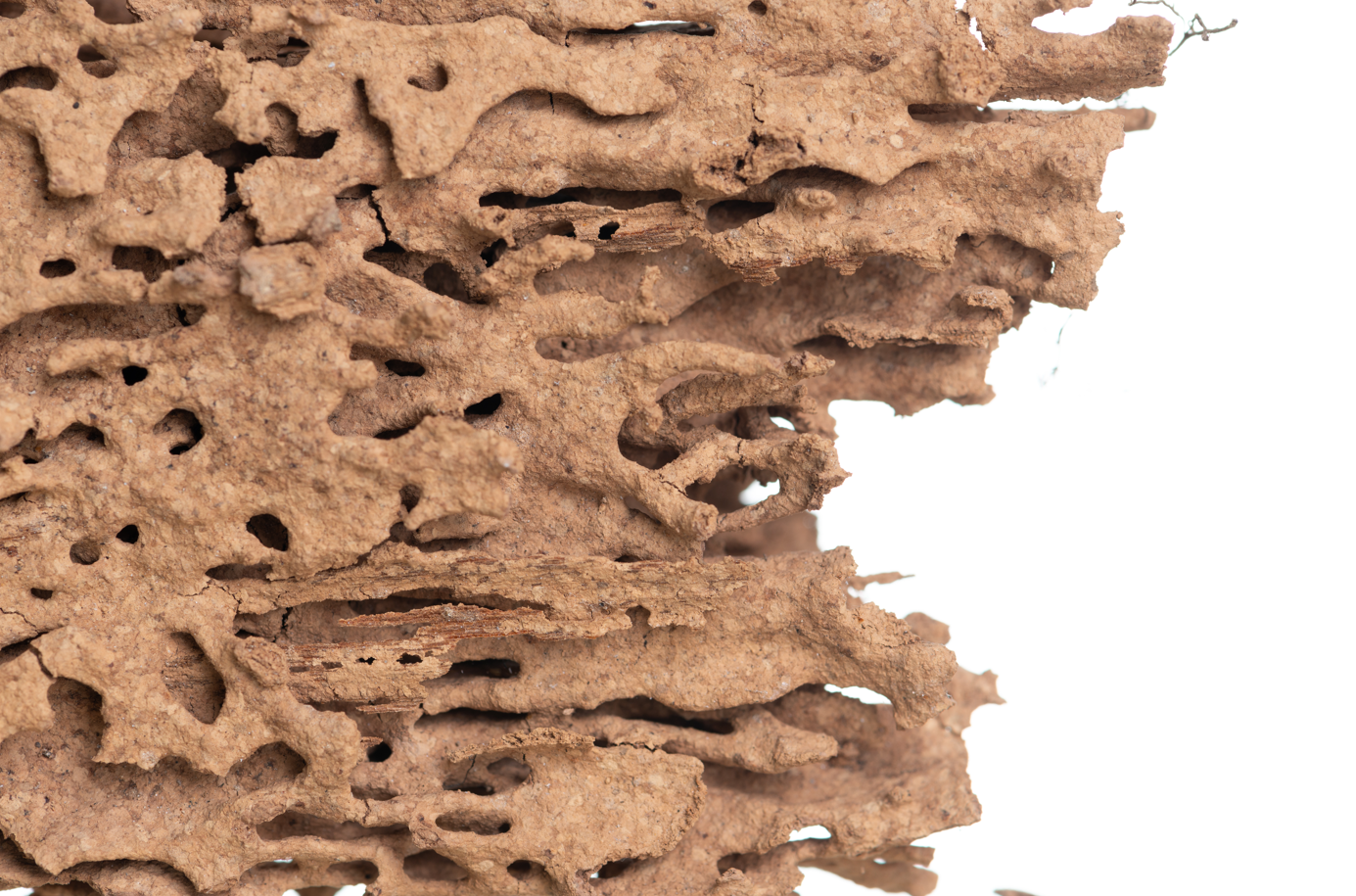 What Does A Termite Nest Look Like? - Dodson Pest Control