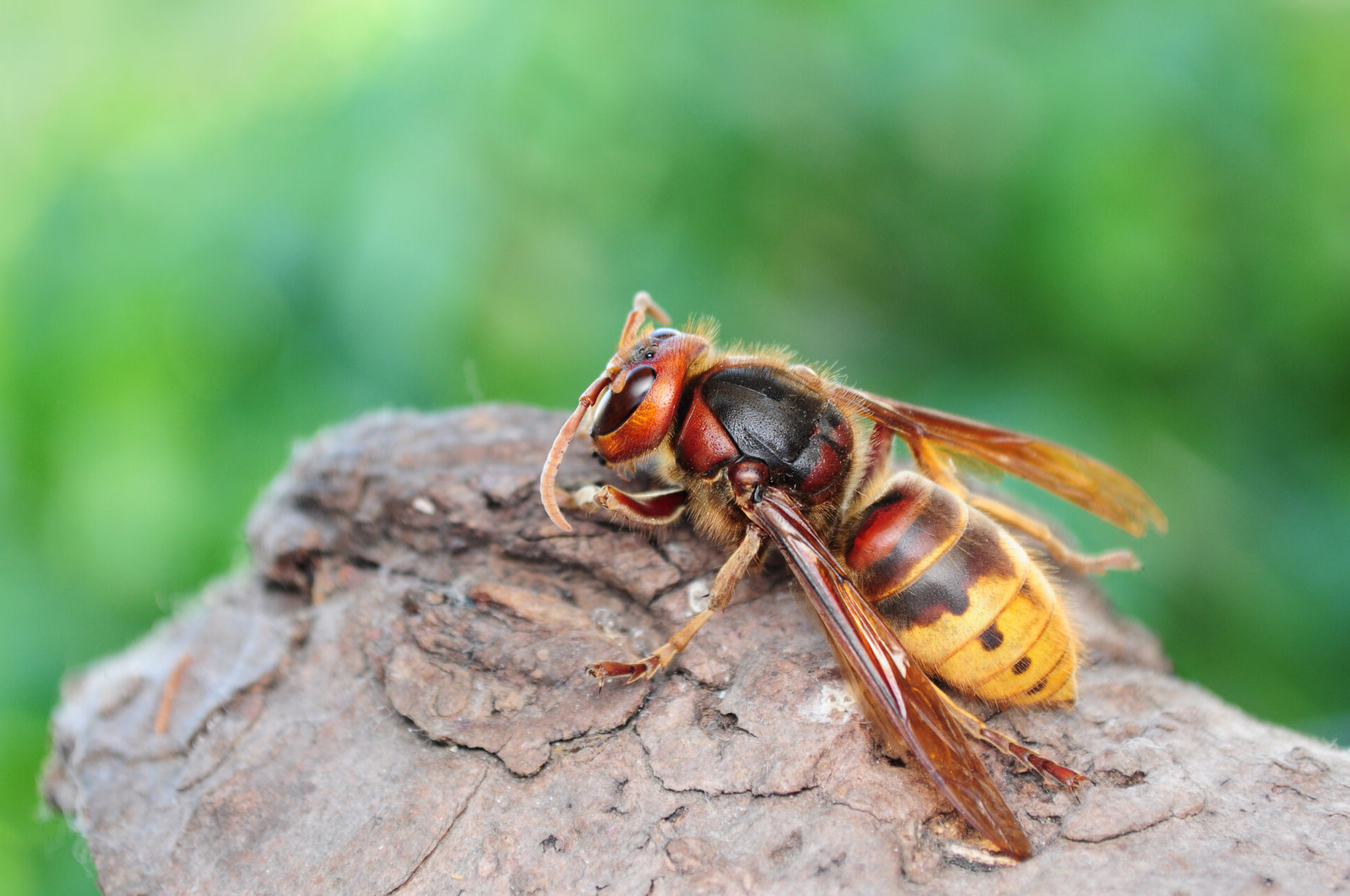 What Is A Hornet? - Dodson Pest Control